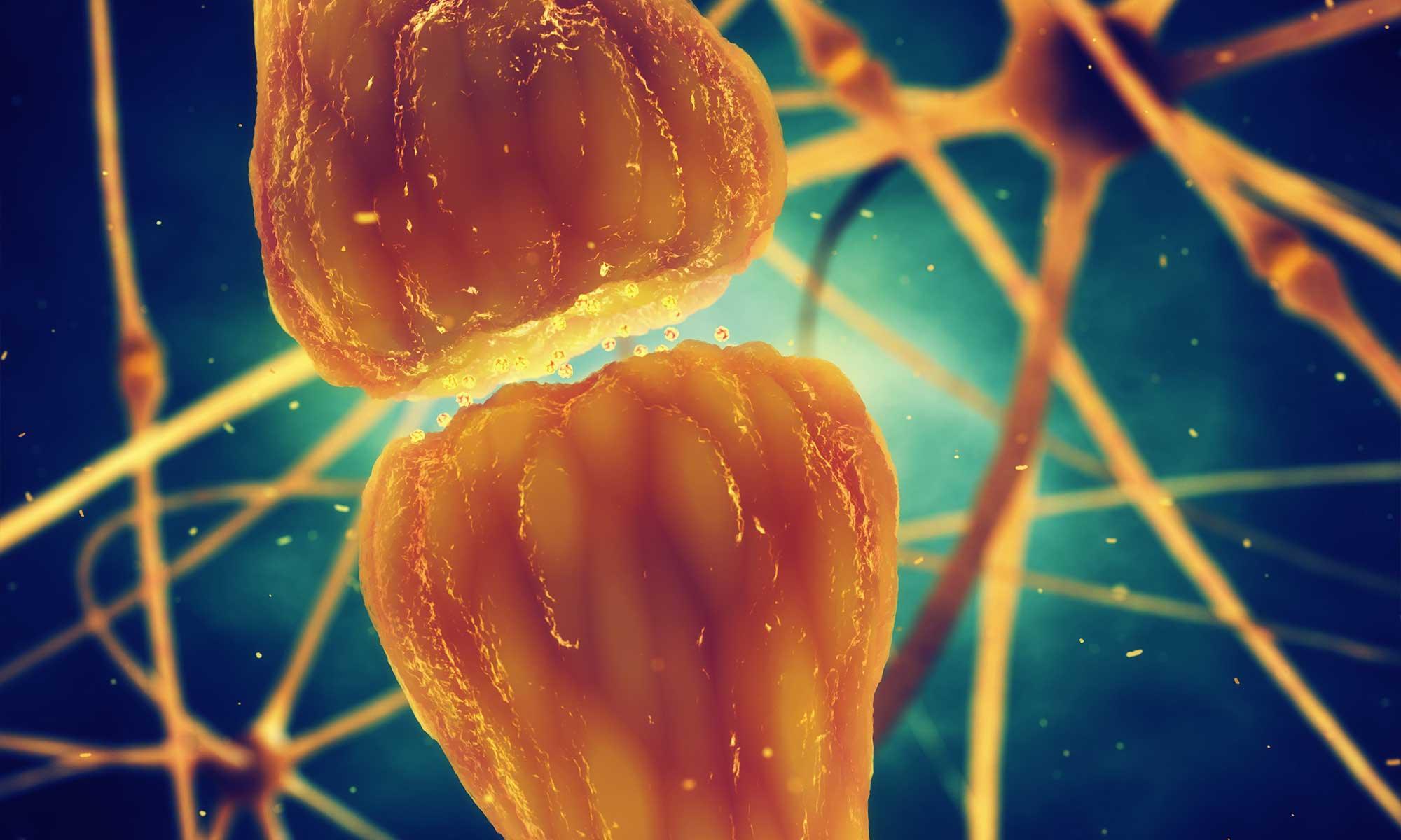 Dopamine: Your Guide To The Neurotransmitter Dopamine – Brain Forza®